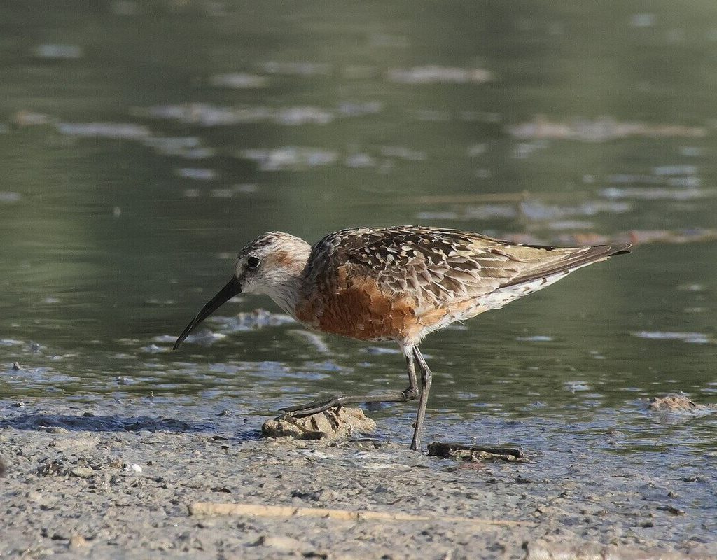 Success Story: Restoring the Salina Wetland Ecosystem in Malta - The ...