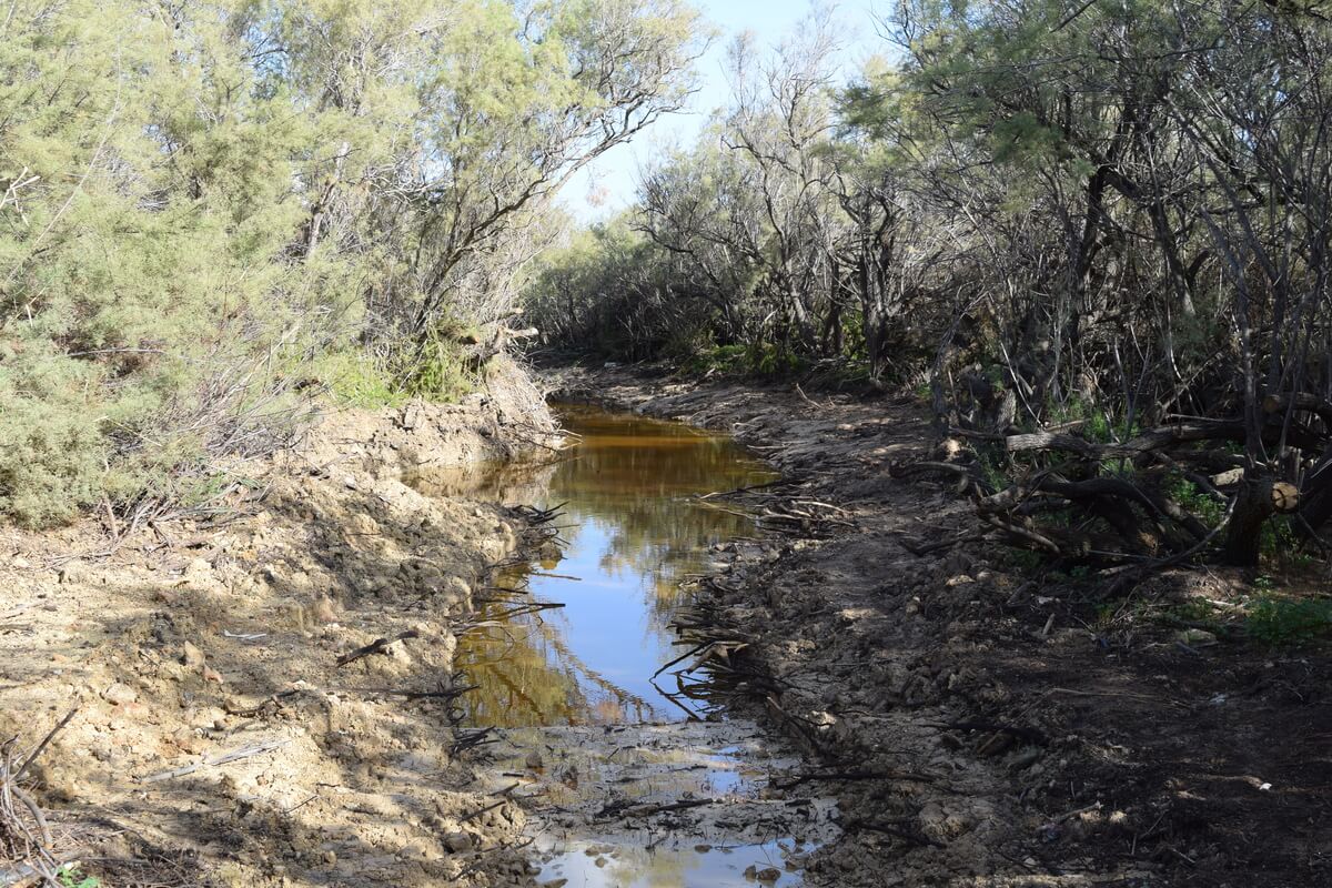 Success Story: Restoring the Salina Wetland Ecosystem in Malta - The ...