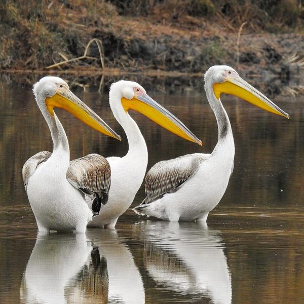 Azraq Wetland Reserve - The MedWet Managers Network