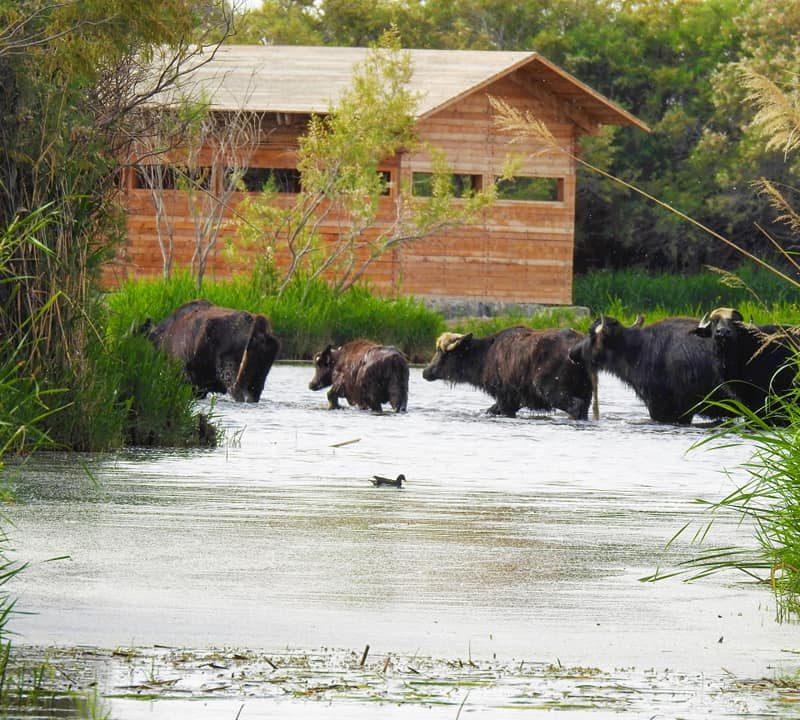 Azraq Wetland Reserve - The MedWet Managers Network